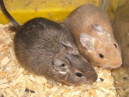 Mammals | Best Exotics LLC