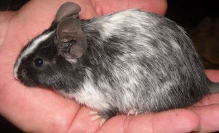 Mammals | Best Exotics LLC