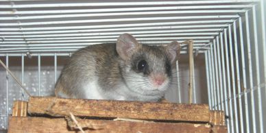 Mammals | Best Exotics LLC