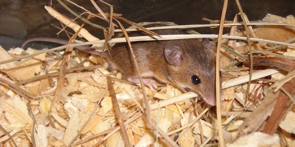 Mammals | Best Exotics LLC