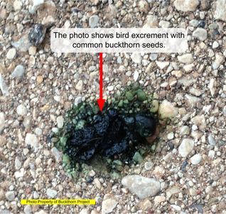 Buckthorn Identification | Buckthorn Project