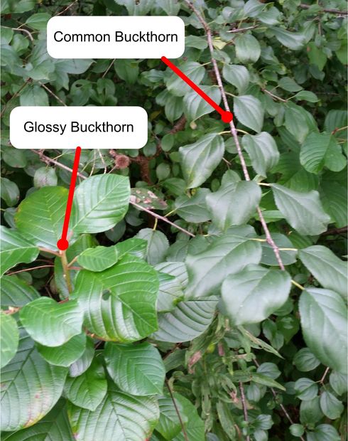 Buckthorn Identification | Buckthorn Project