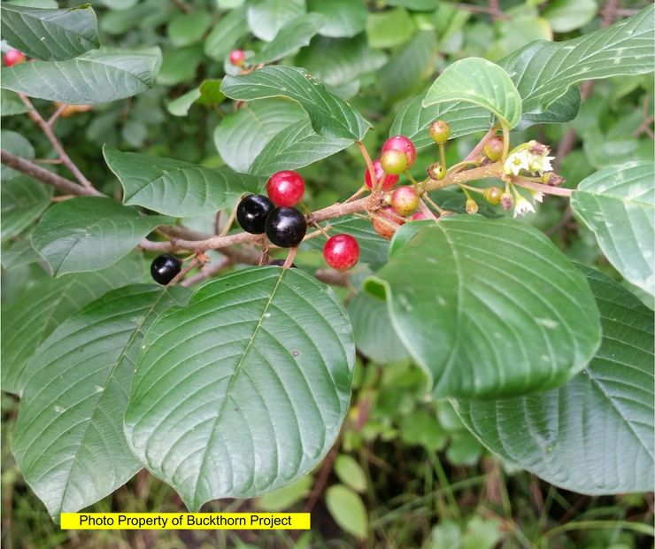 Buckthorn Identification | Buckthorn Project