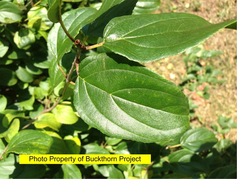 Buckthorn Identification | Buckthorn Project