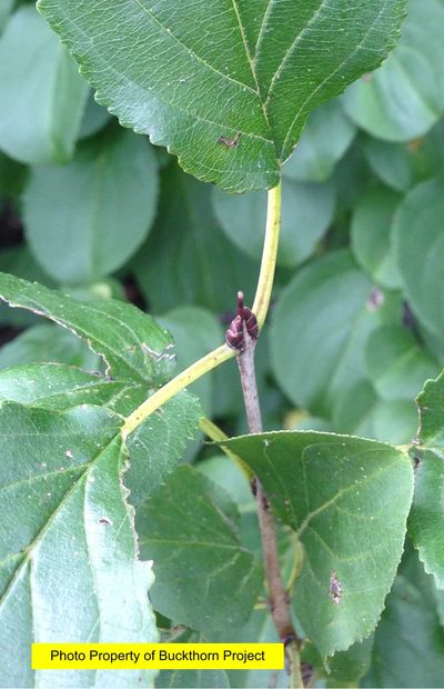 Buckthorn Identification | Buckthorn Project