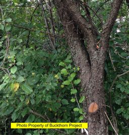 Buckthorn Identification | Buckthorn Project