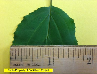 Buckthorn Identification | Buckthorn Project