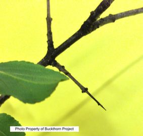 Buckthorn Identification | Buckthorn Project