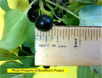 Buckthorn Identification | Buckthorn Project