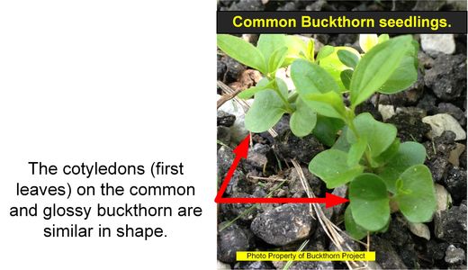 Buckthorn Identification | Buckthorn Project