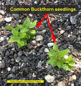 Buckthorn Identification | Buckthorn Project