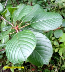 Buckthorn Identification | Buckthorn Project