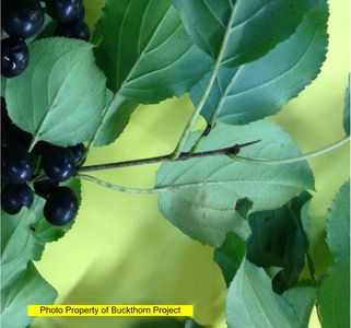 Buckthorn Identification | Buckthorn Project