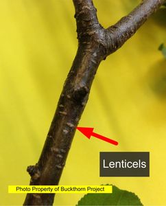 Buckthorn Identification | Buckthorn Project