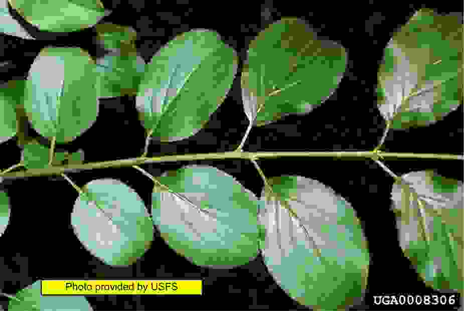 Buckthorn Identification | Buckthorn Project