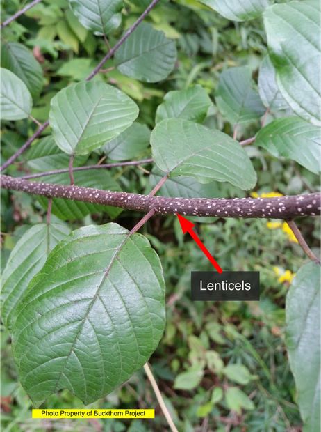 Buckthorn Identification | Buckthorn Project