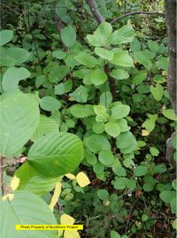Buckthorn Identification | Buckthorn Project