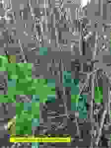 Buckthorn Identification | Buckthorn Project