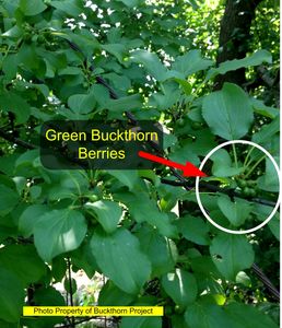 Buckthorn Identification | Buckthorn Project