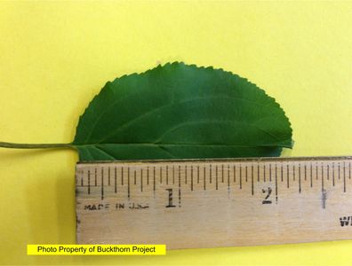 Buckthorn Identification | Buckthorn Project