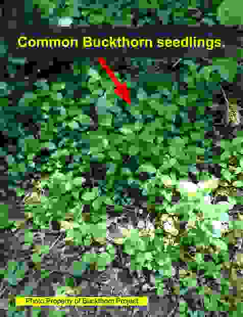 Buckthorn Identification | Buckthorn Project