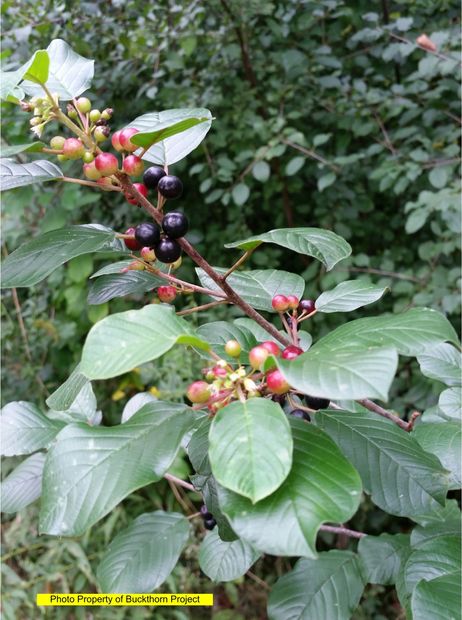 Buckthorn Identification | Buckthorn Project