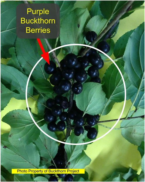 Buckthorn Identification | Buckthorn Project