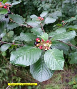 Buckthorn Identification | Buckthorn Project