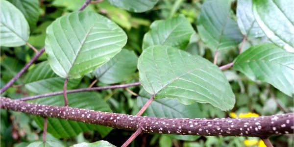 Buckthorn Identification | Buckthorn Project
