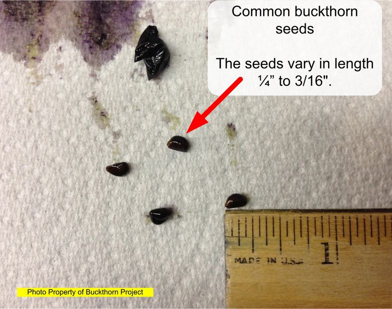 Buckthorn Identification | Buckthorn Project
