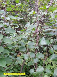 Buckthorn Identification | Buckthorn Project