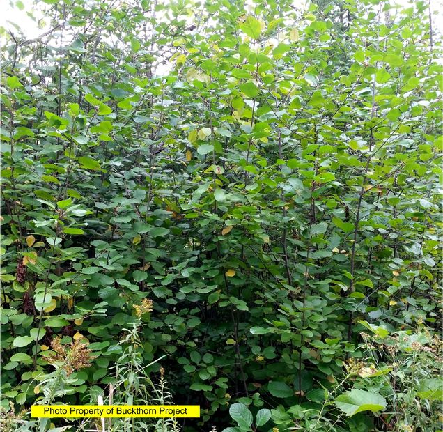Buckthorn Identification | Buckthorn Project