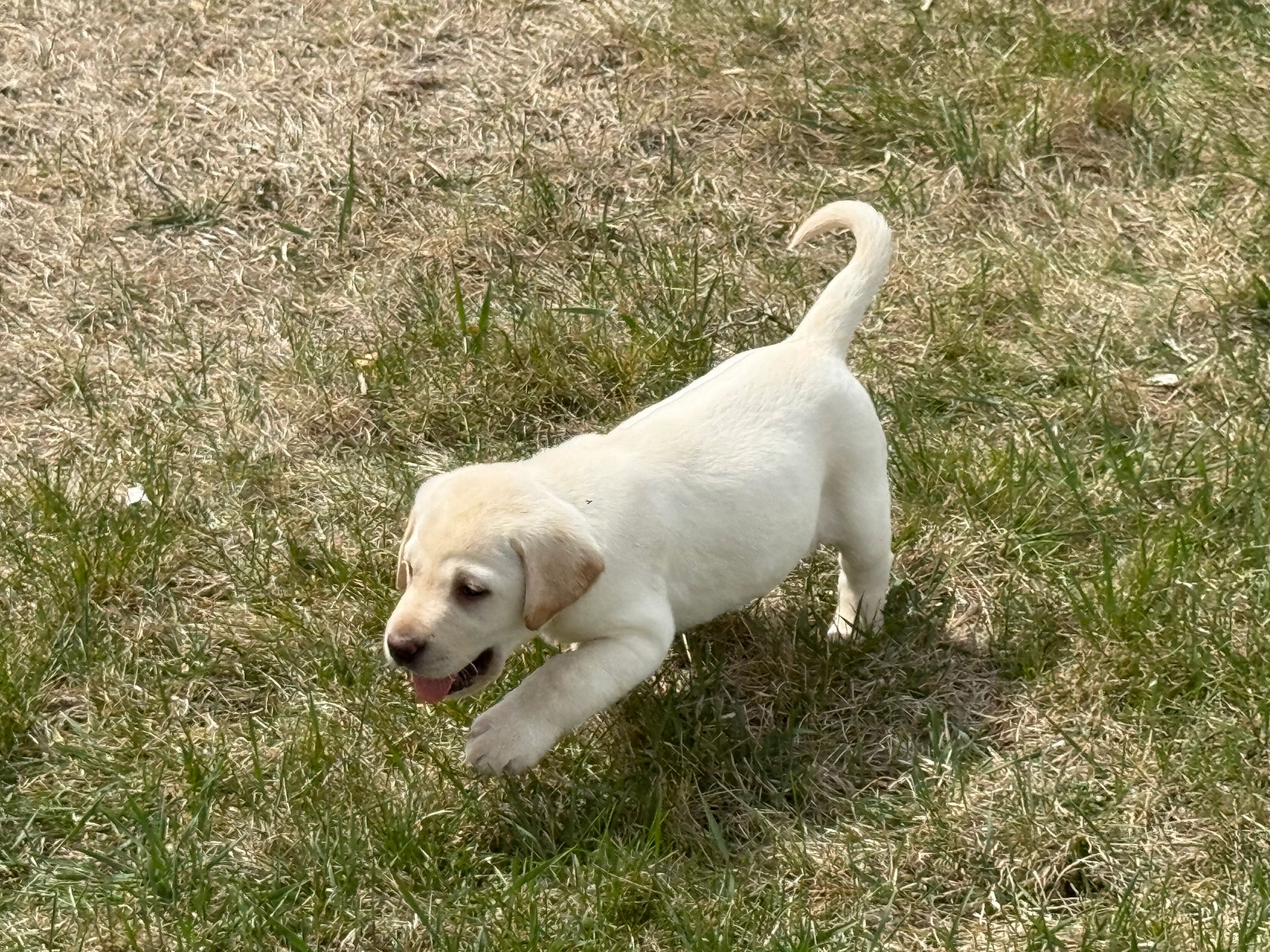 Adopt Your Healthy Labrador Puppies Today!