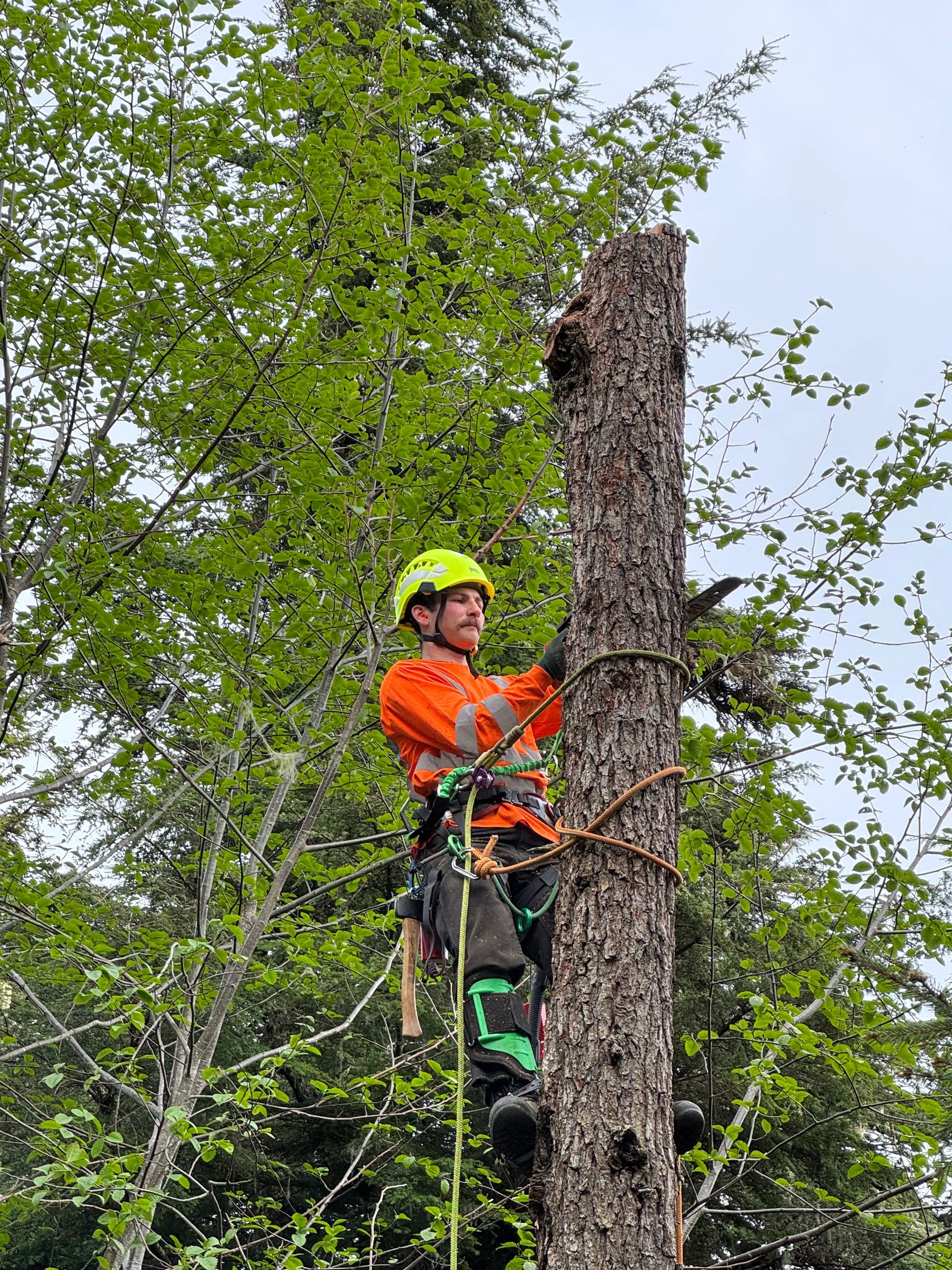 Expert Tree Service for Your Property Needs