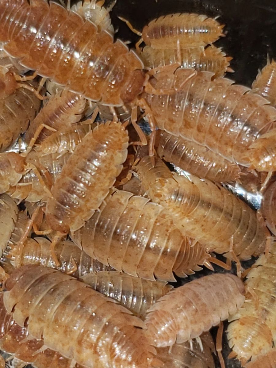 Porcellio Scaber Calico Fire 10+ Count