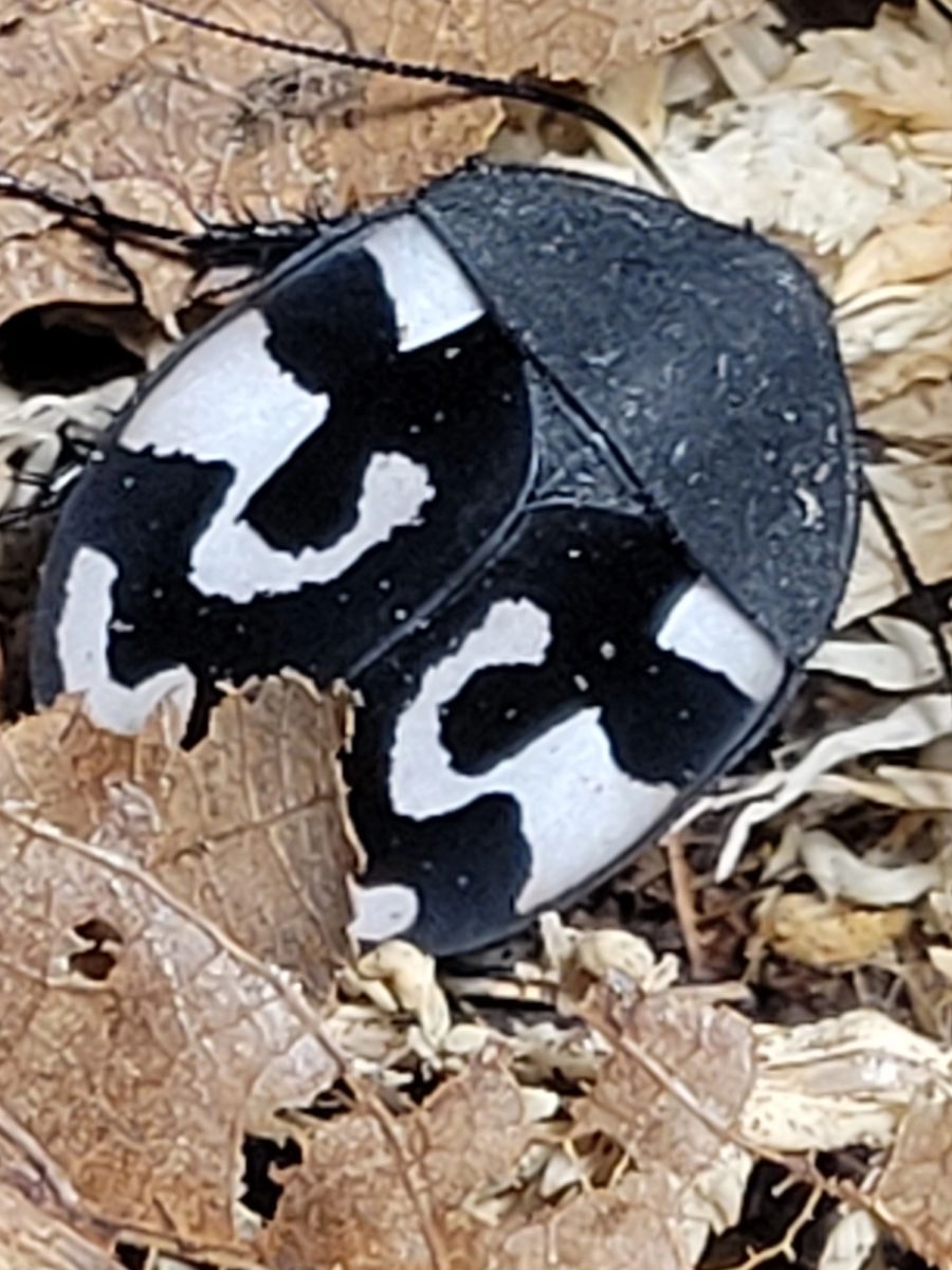Therea Olegrandjeani (Question mark roach) Nymphs 10+ Count