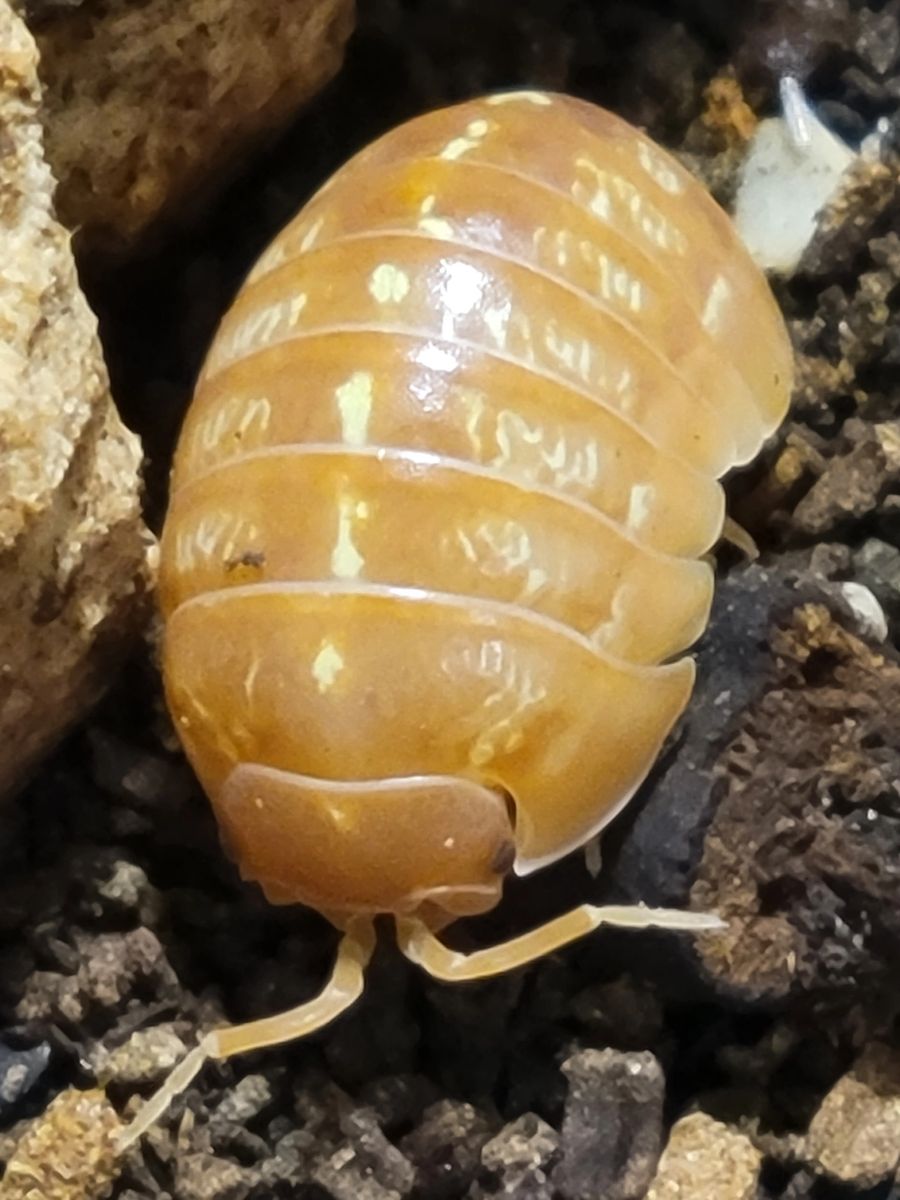 Armadillidum Vulgare Sunset 10+ Count