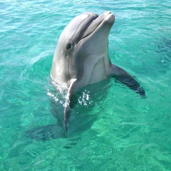 Sanibel Dolphin Tours