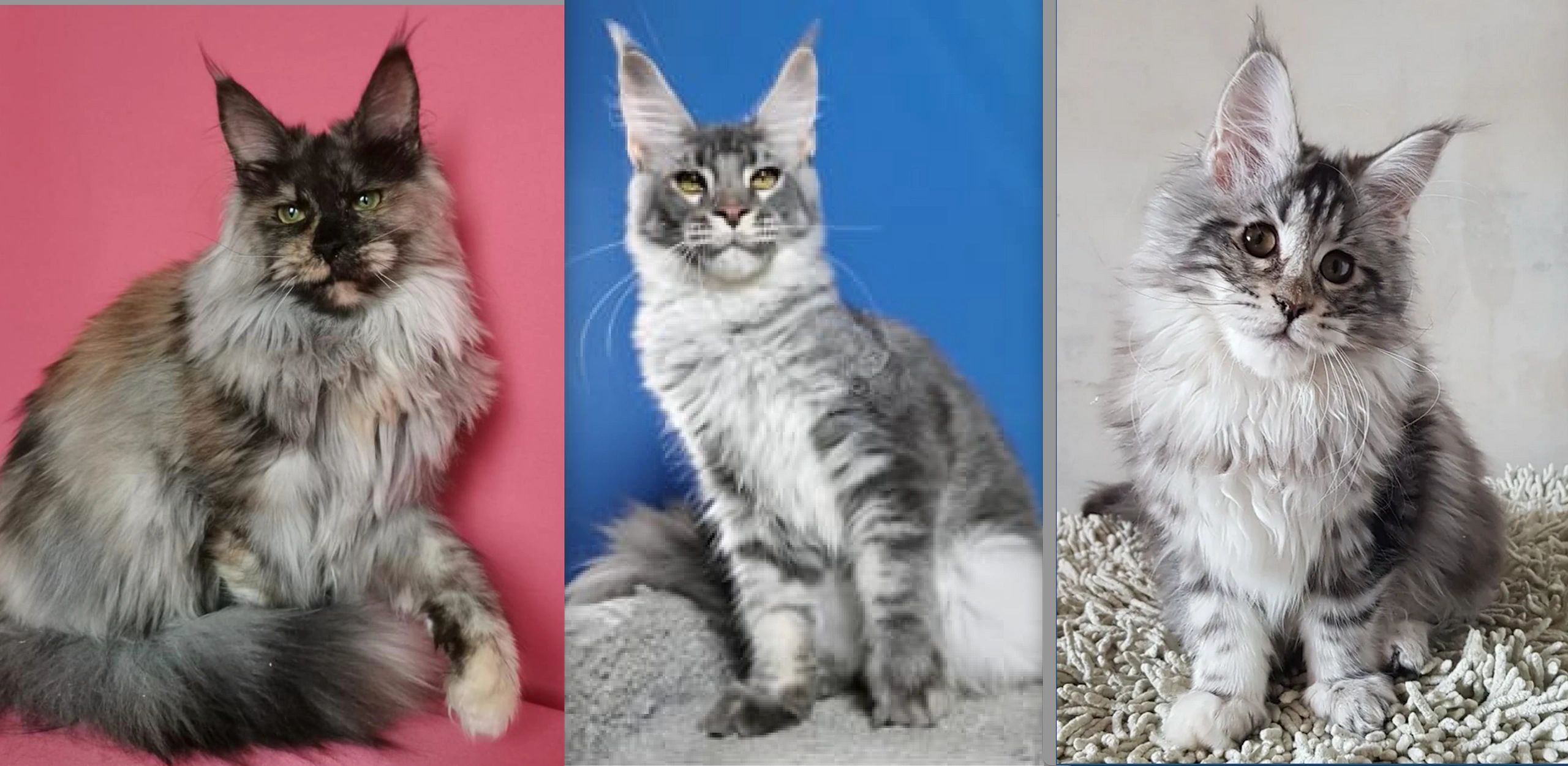 LIONHEART CATTERY