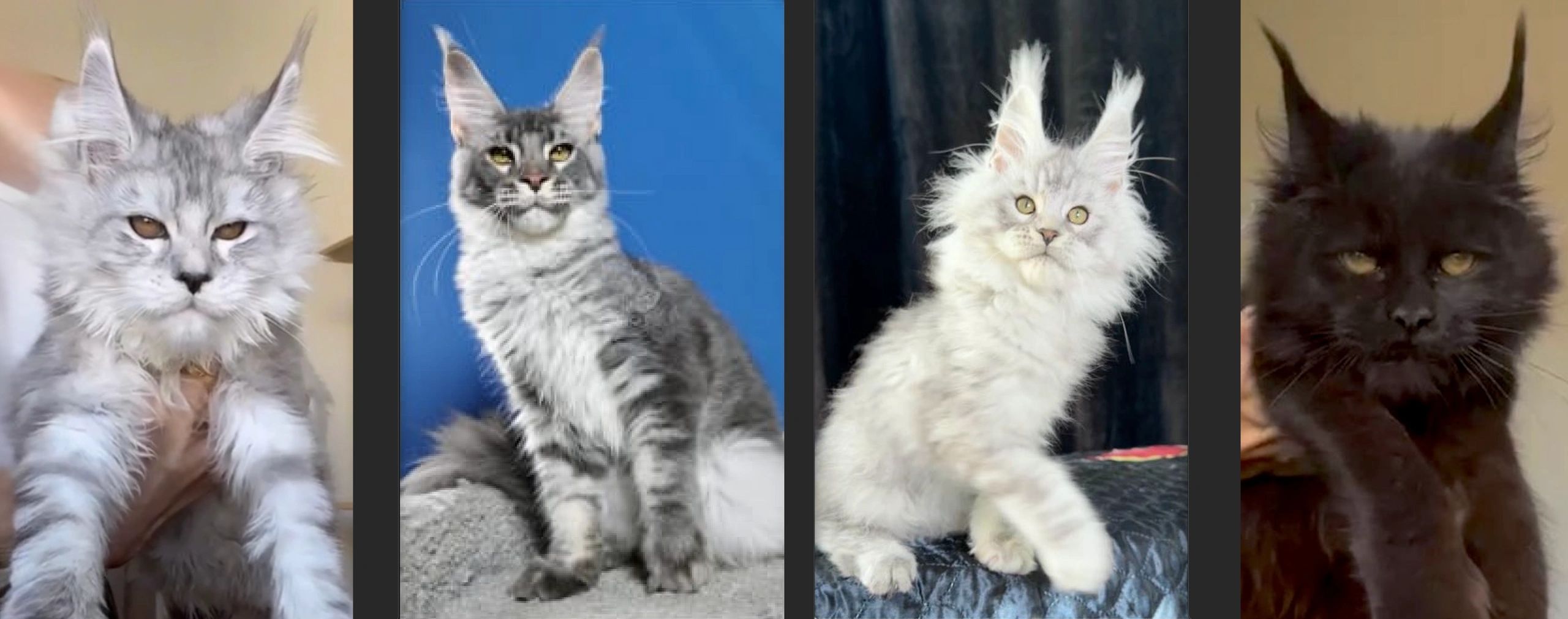 LIONHEART CATTERY
