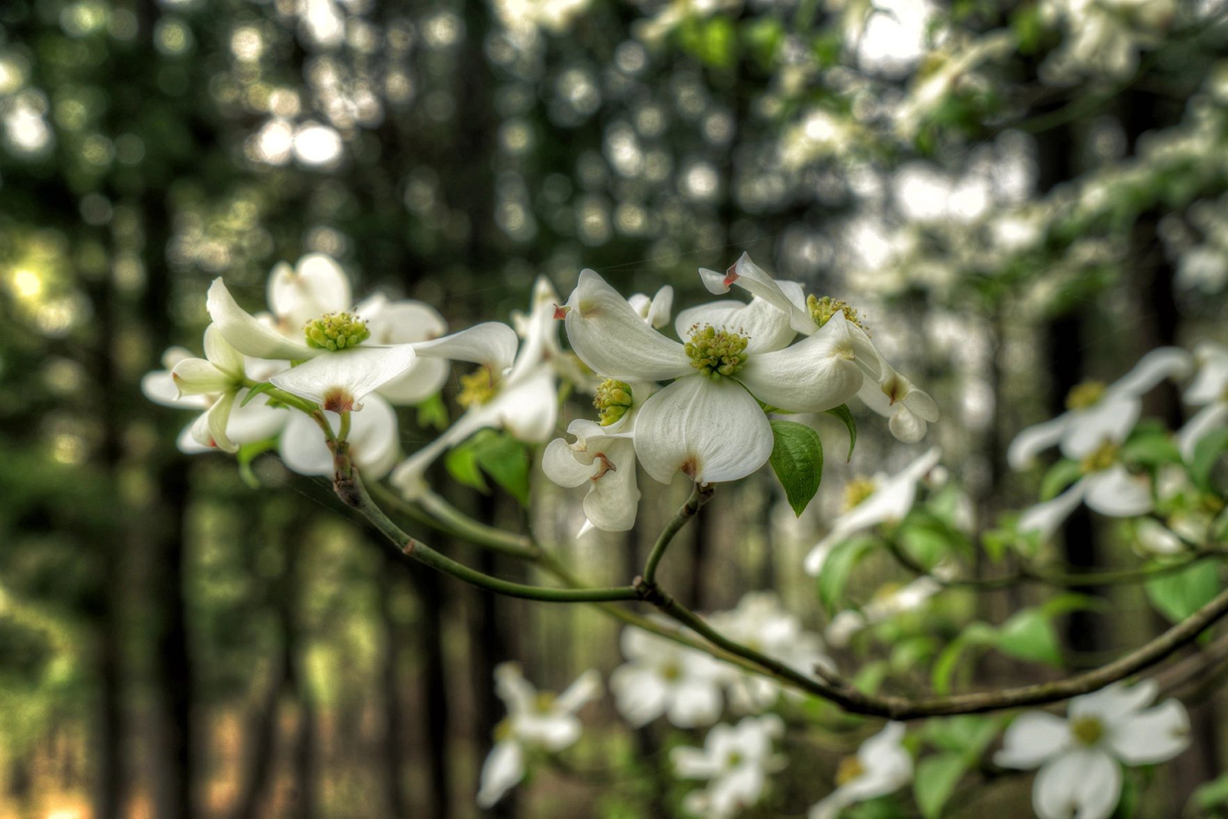 Dogwood Arts Council - Art