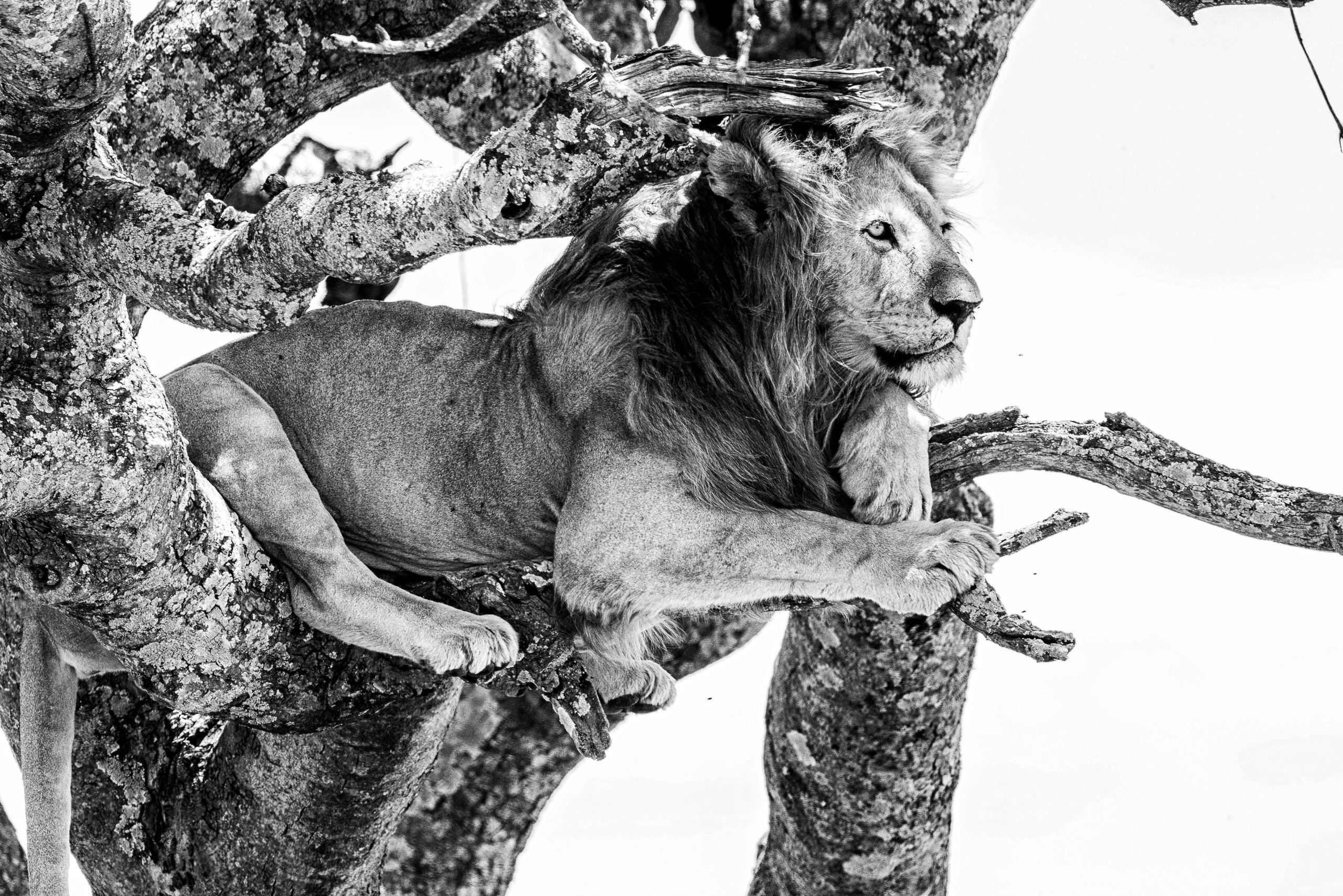 Miguu Expeditions, Tanzania, Africa - Home