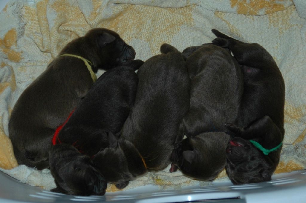 Black Lab Puppies Just Born
