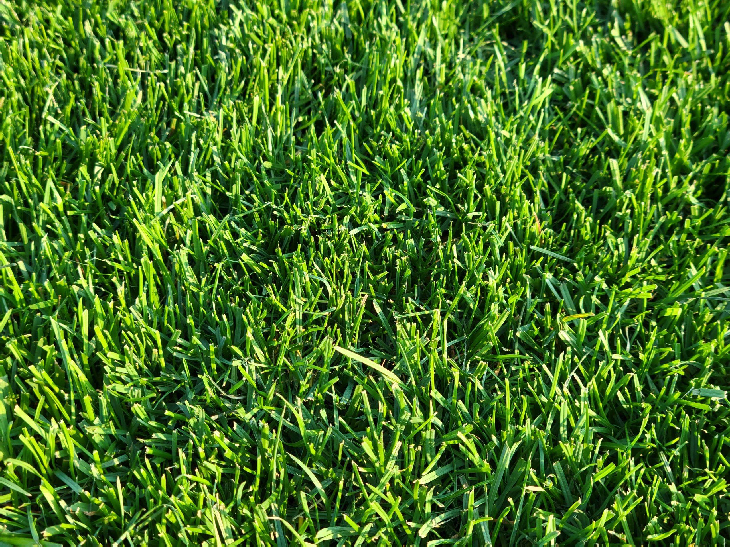 Lawn Care, Weed Control - YARD SMART - Sault Ste. Marie, Ontario