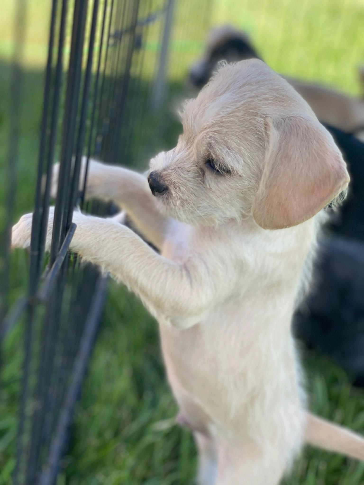 Kathryn's Precious Paws Rescue