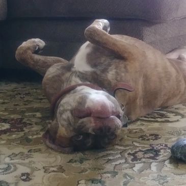 Reliable Pet and House Sitting - Pet Sitting, Dog Walking