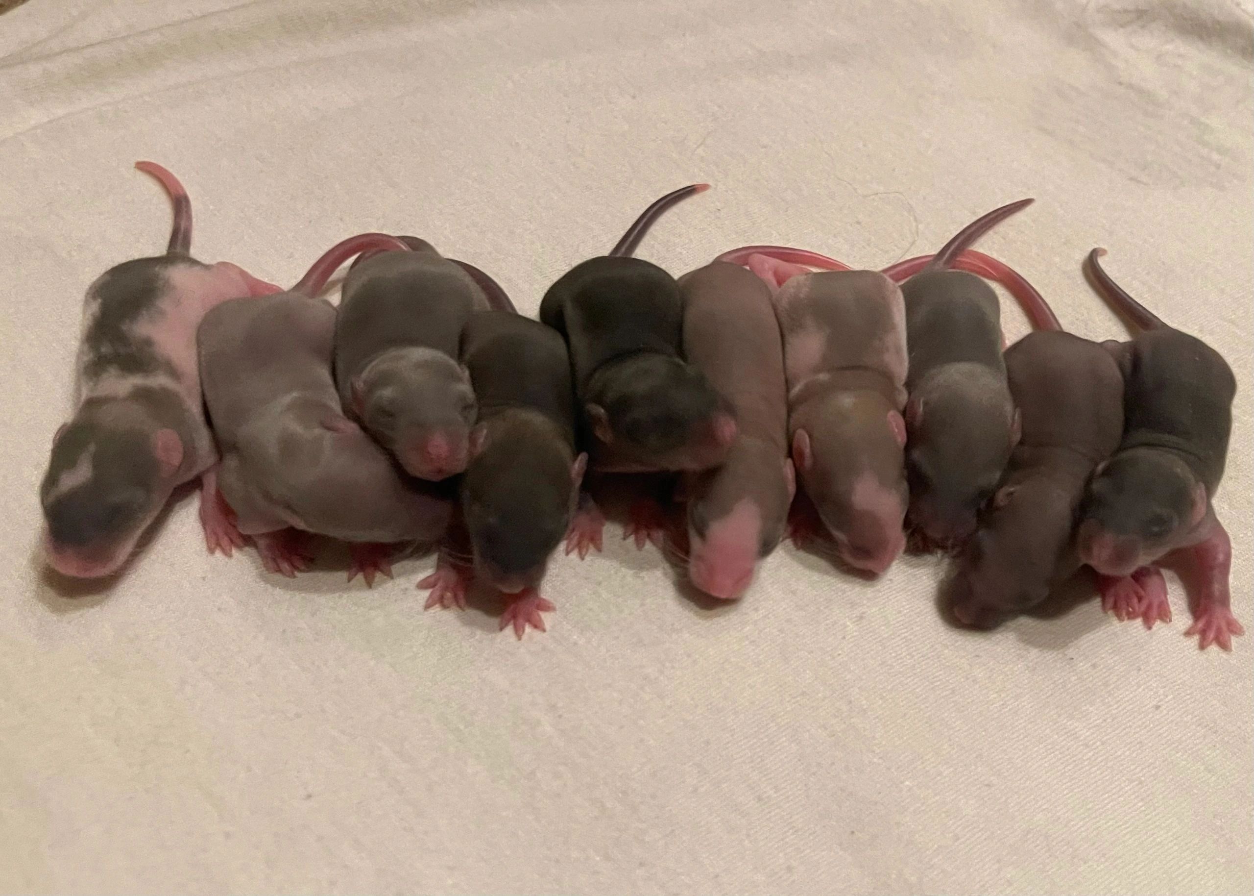 Adorable Pet Rats for Sale | Sapphire Ranch Rattery