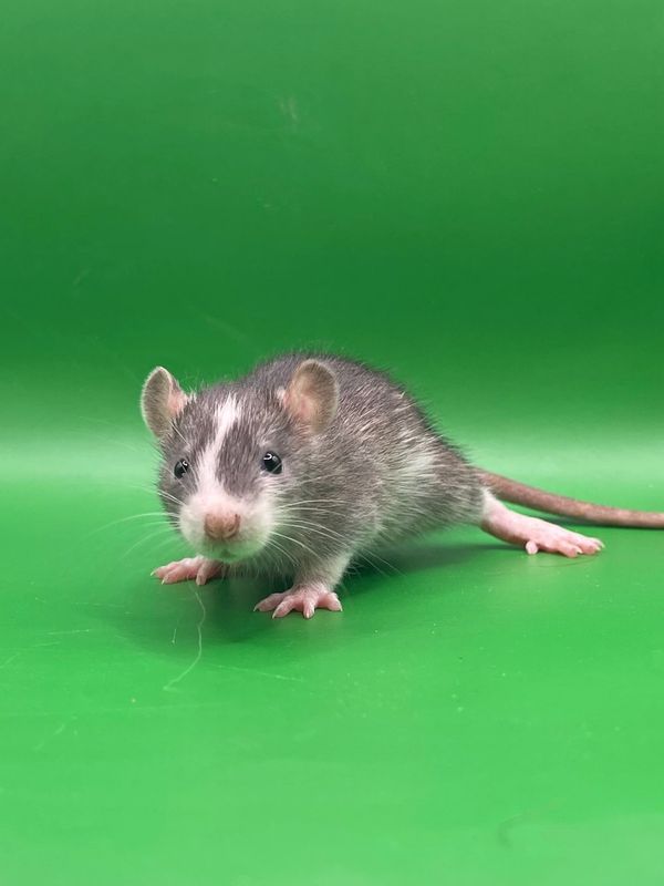 Adoptable Boys | Sapphire Ranch Rattery