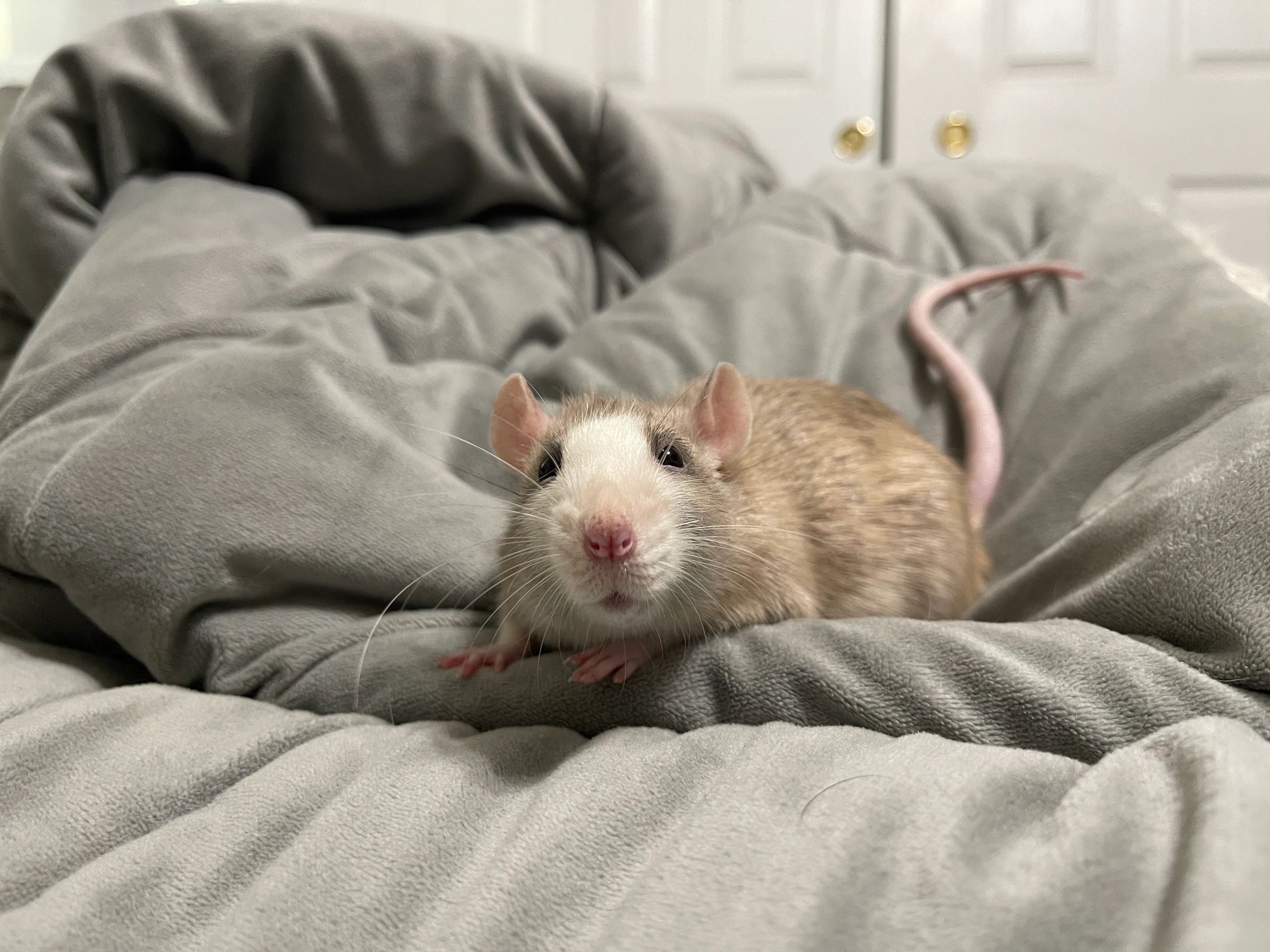 Pet rats for sale store