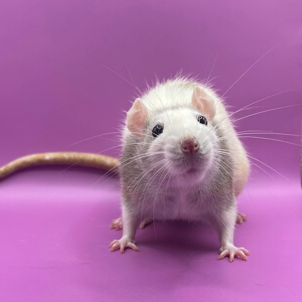 Girls | Sapphire Ranch Rattery